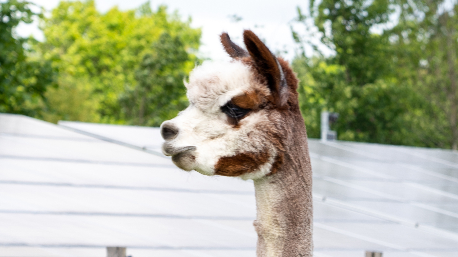 LYA Boreas | Stal Herfte